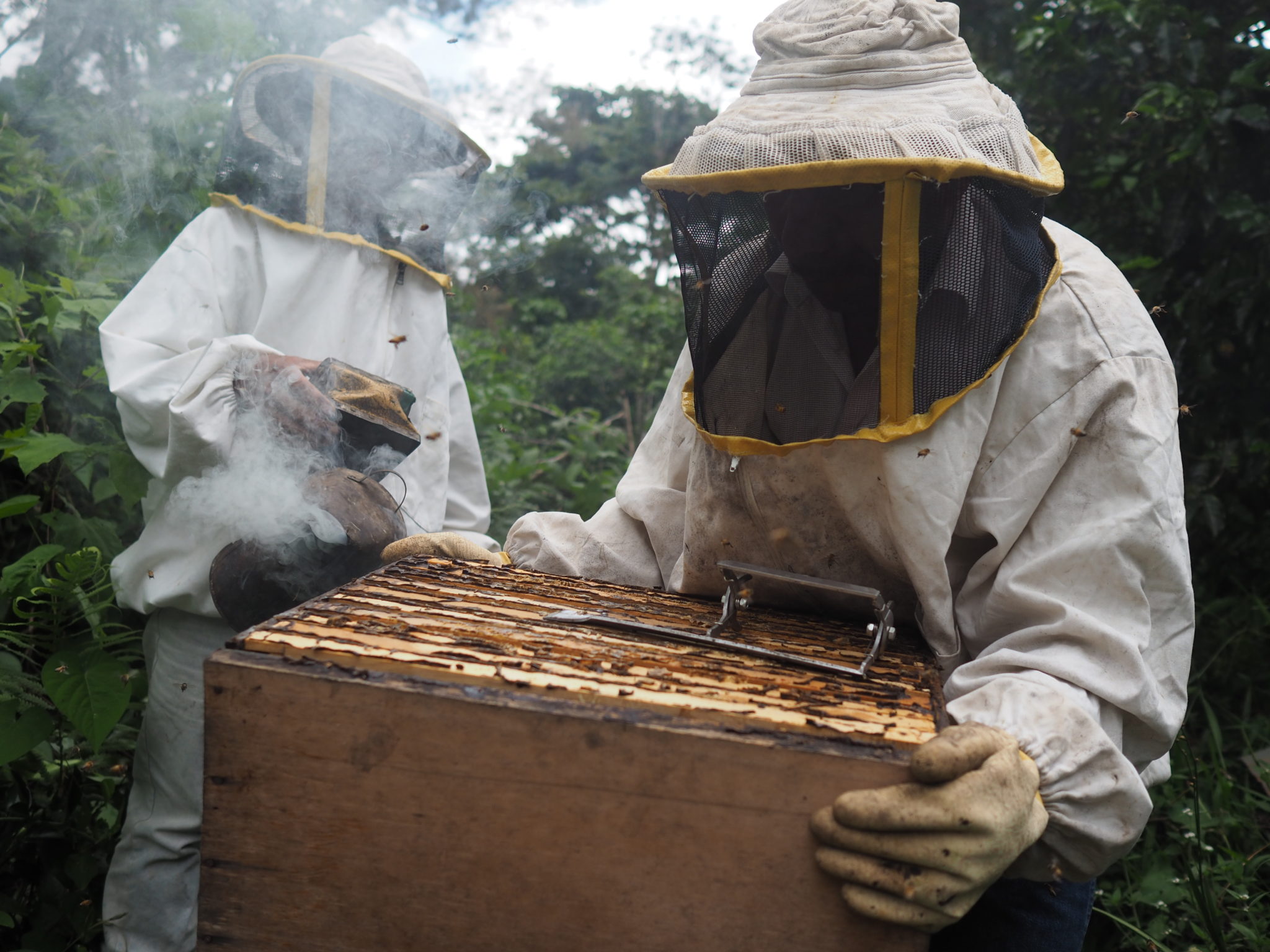 Beekeeping in Maya Ixil, Guatemala – Camano Island Coffee